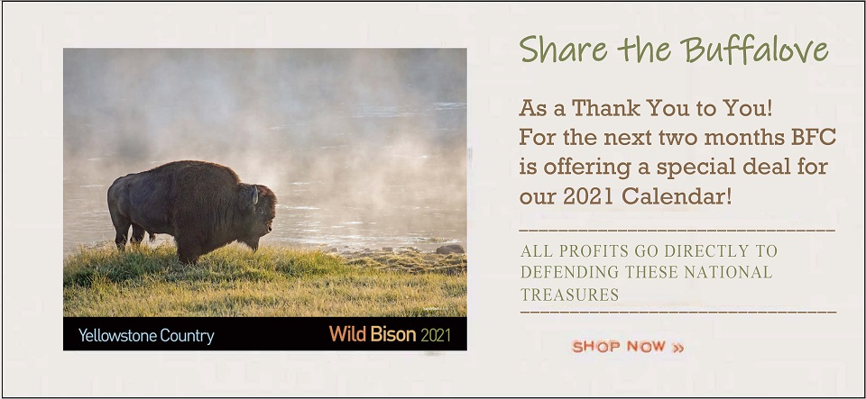 BFC's 2021 Wild Bison Calendar!