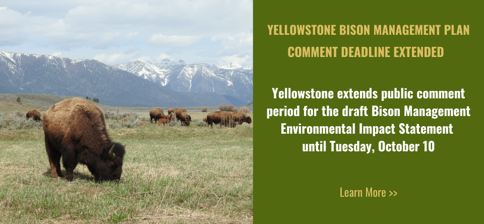 Deadline Extended On the Yellowstone Bison Management Plan