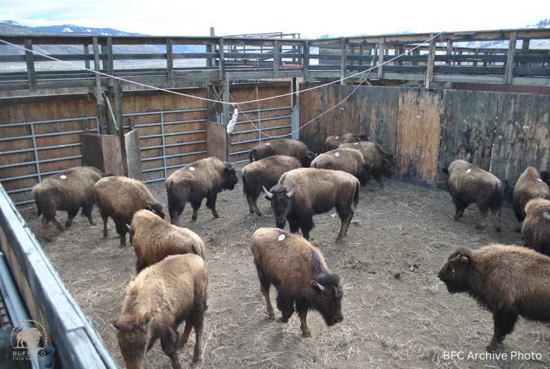 Press Release: Yellowstone National Park Begins Trapping Wild Buffalo