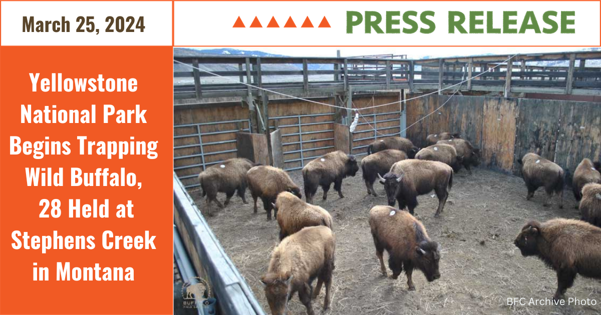 Press Release: Yellowstone National Park Begins Trapping Wild Buffalo