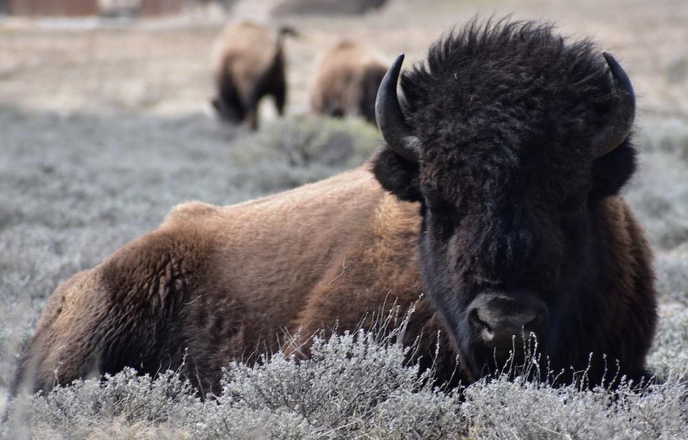 Special Alert! Custer-Gallatin NF Forest Plan Revision Released