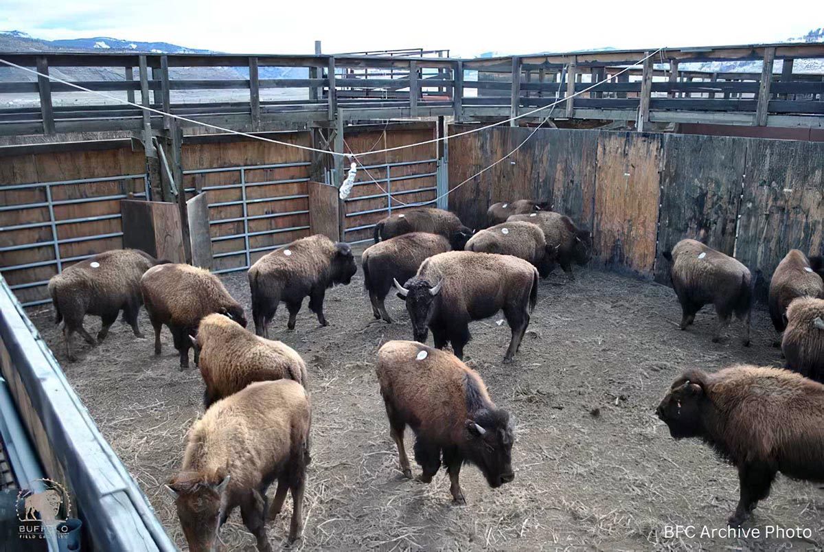Press Release: Yellowstone Traps Wild Buffalo AGAIN