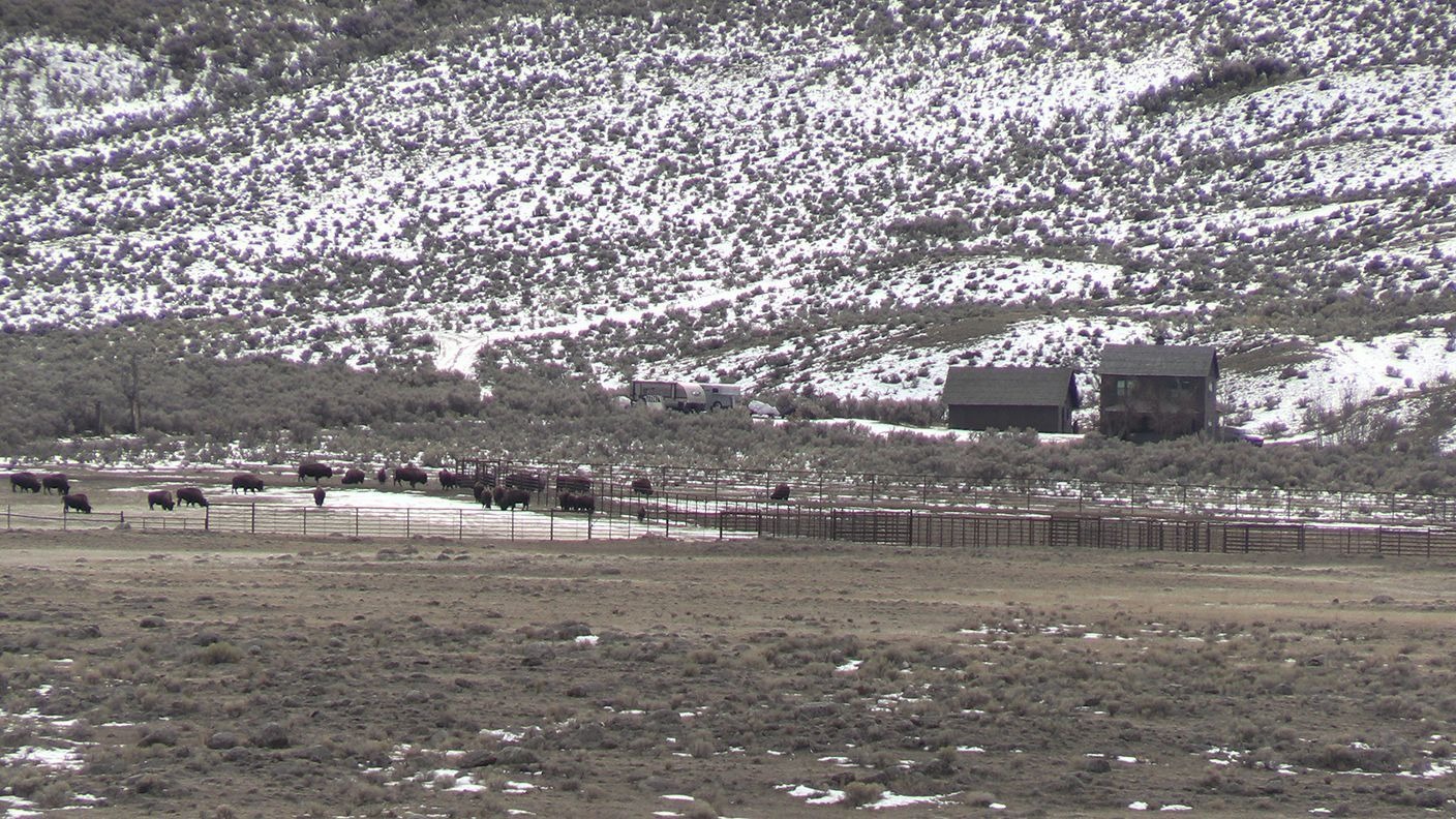 Update from the Field: BFC Witness first capture of Yellowstone Bison 2022