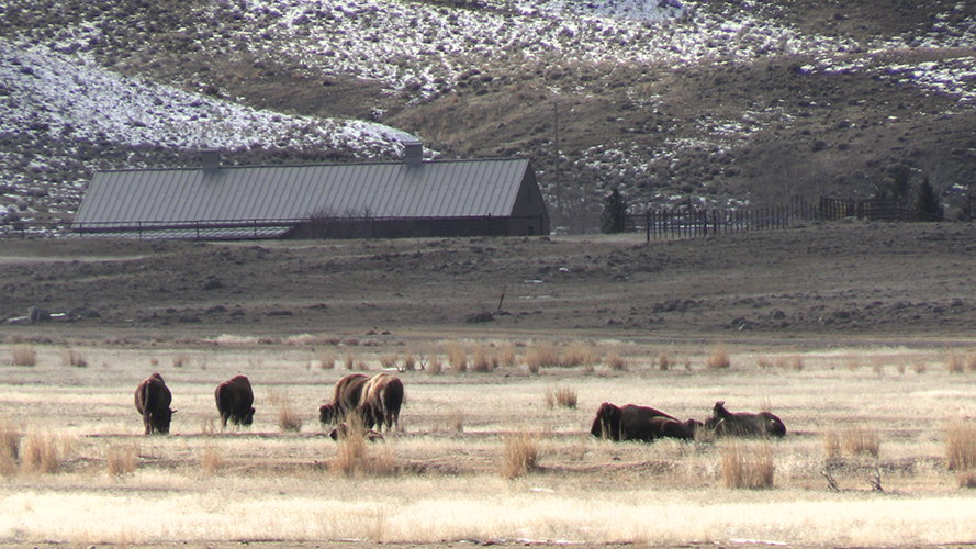 Update from the Field: BFC Witness first capture of Yellowstone Bison 2022